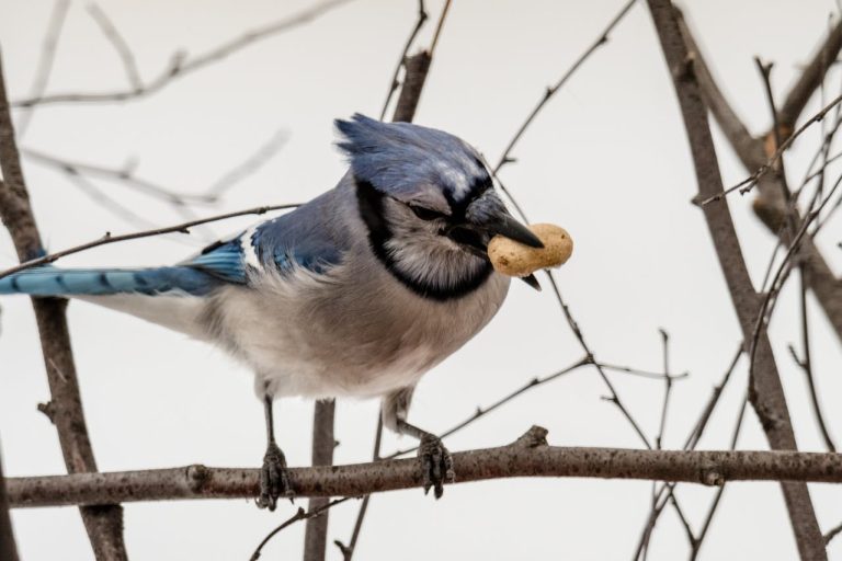 Dead Blue Jay: Spiritual Meaning And Symbolism - Mercury Magazine