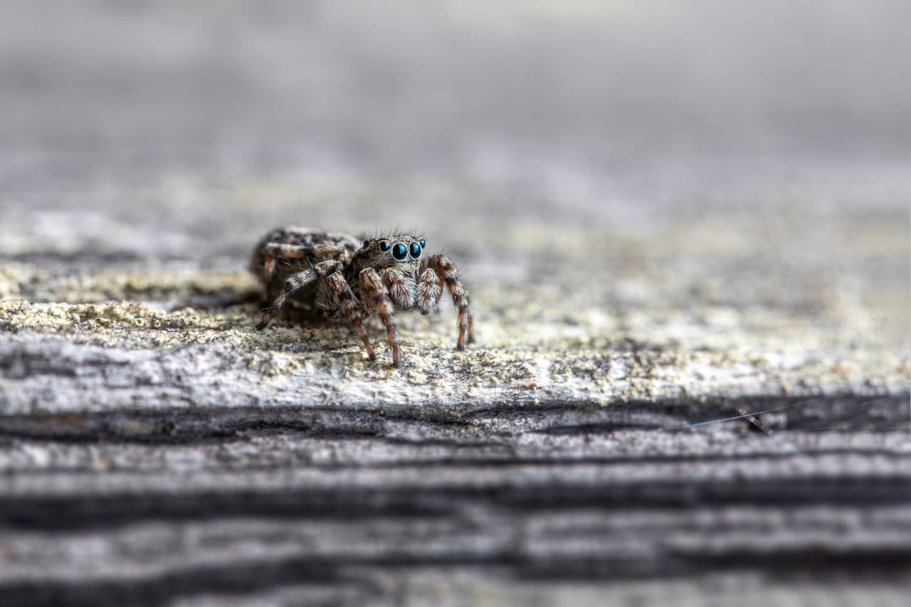 The Spiritual Meaning of Jumping Spiders: Small Messengers, Big Lessons ...